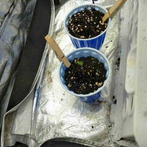 Ganja Seeds Auto Crystal METH grow diary (journal) week1 by ...