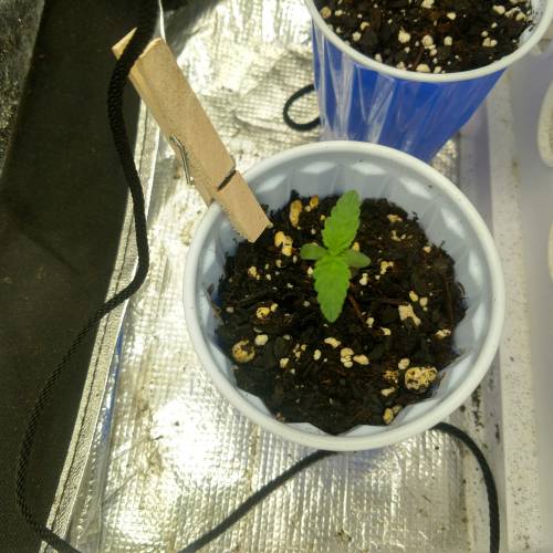 Ganja Seeds Auto Crystal METH grow diary (journal) week1 by ...