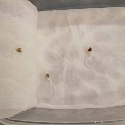 Fast Buds Gorilla Auto grow journal by Jahone - GrowDiaries