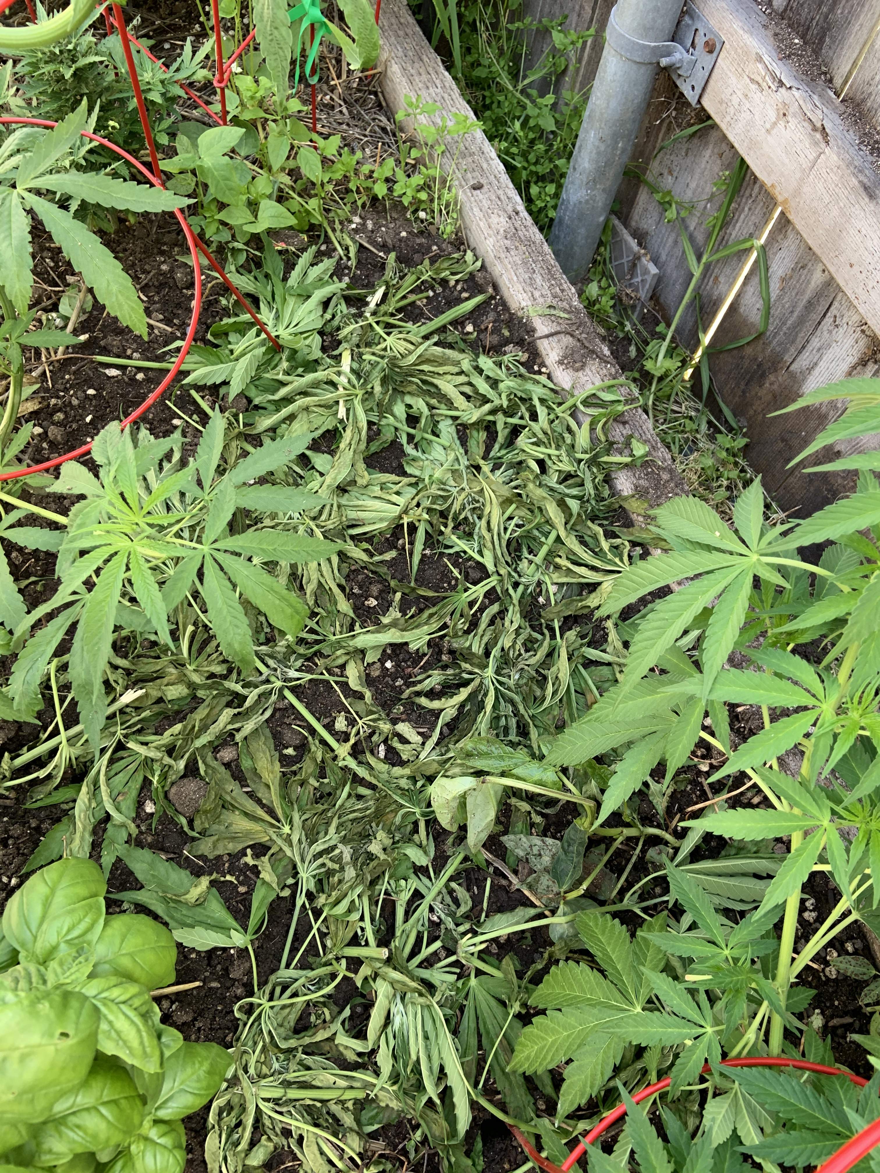 TGA Genetics Subcool Seeds Deep Purple, Fast Buds CBD Auto 20:1 grow ...