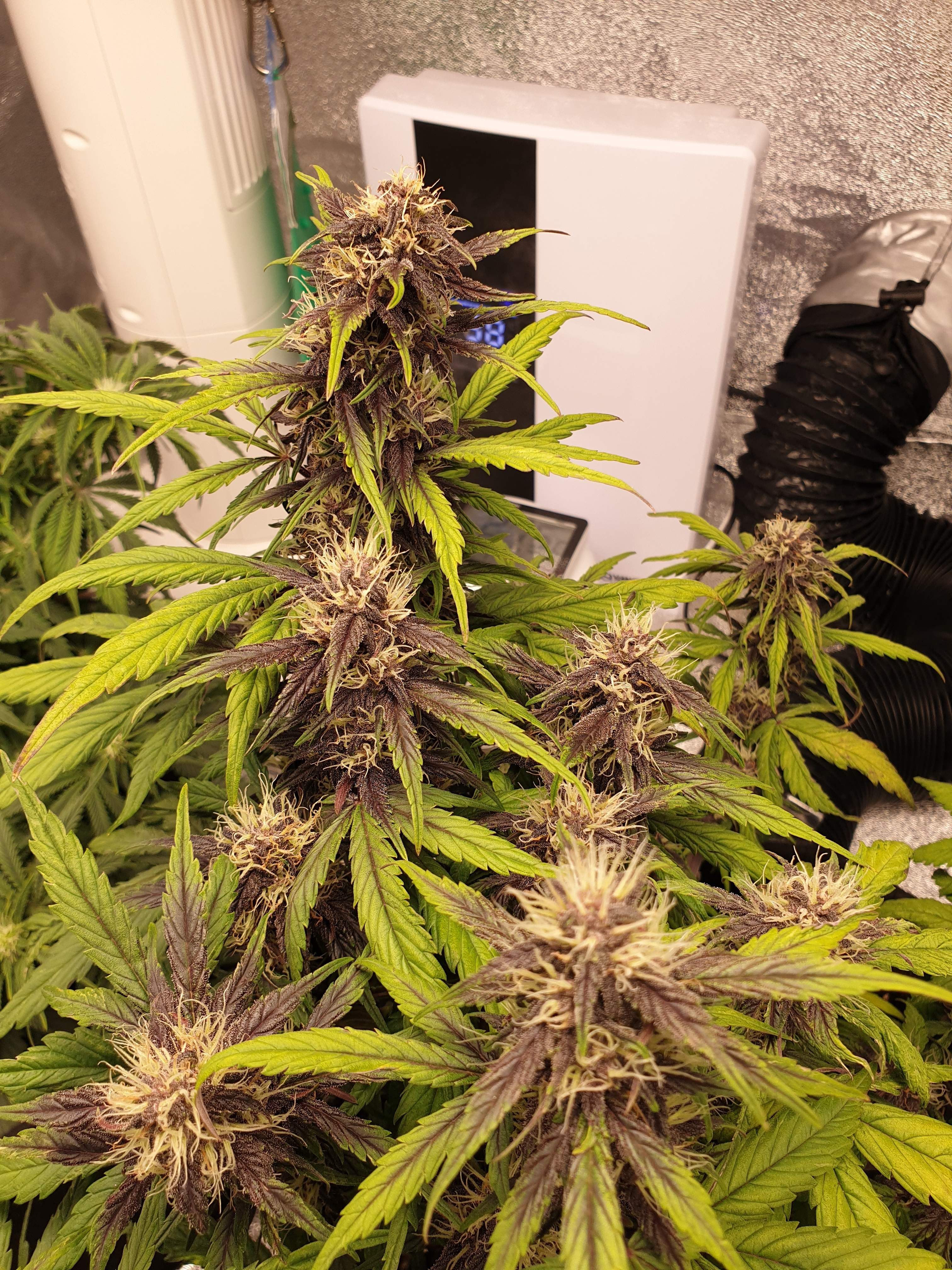 Fast Buds LSD-25 Auto grow diary (journal) week7 by JAYKAYBEEKAYKAY ...