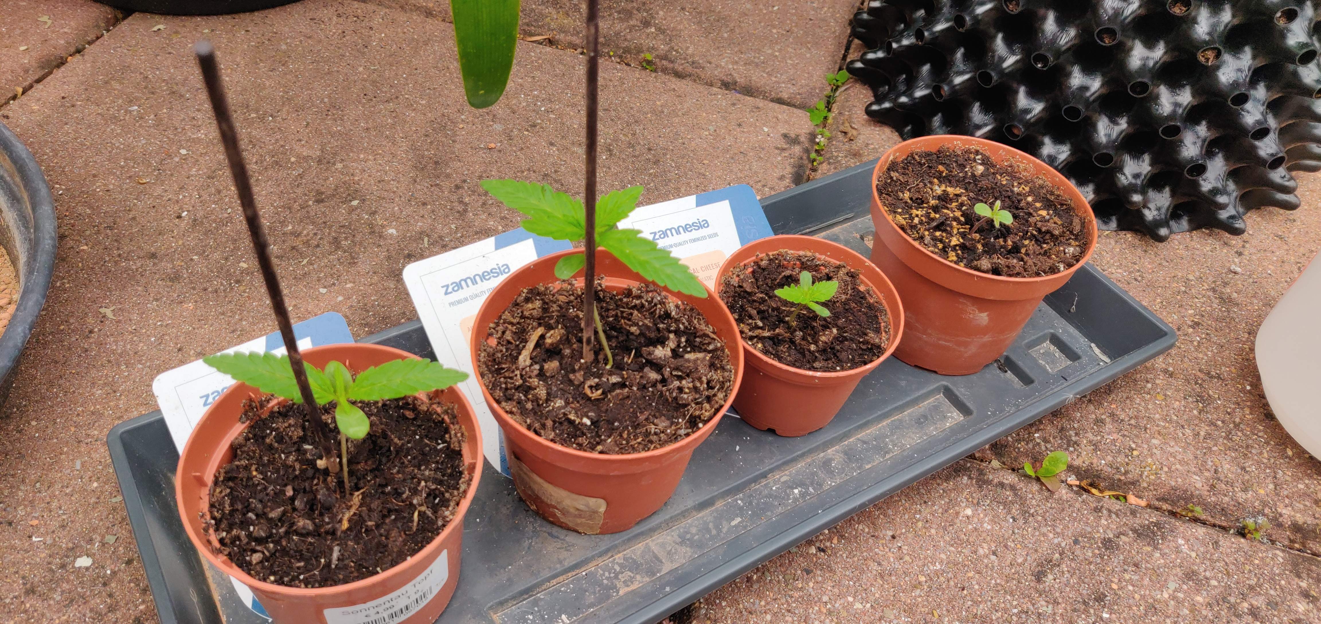 Dutch Passion Auto Mazar, Zamnesia Seeds Auto Purple CousKush, Zamnesia ...