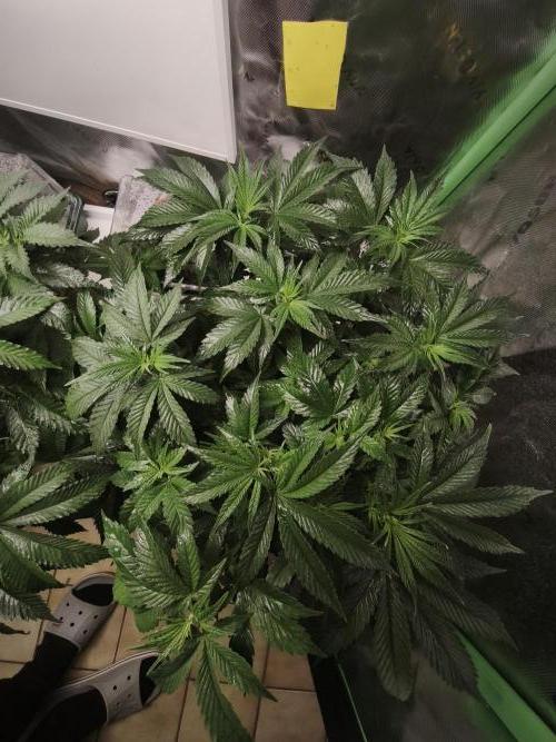 Cherrytini grow journal by Jessi576 - GrowDiaries