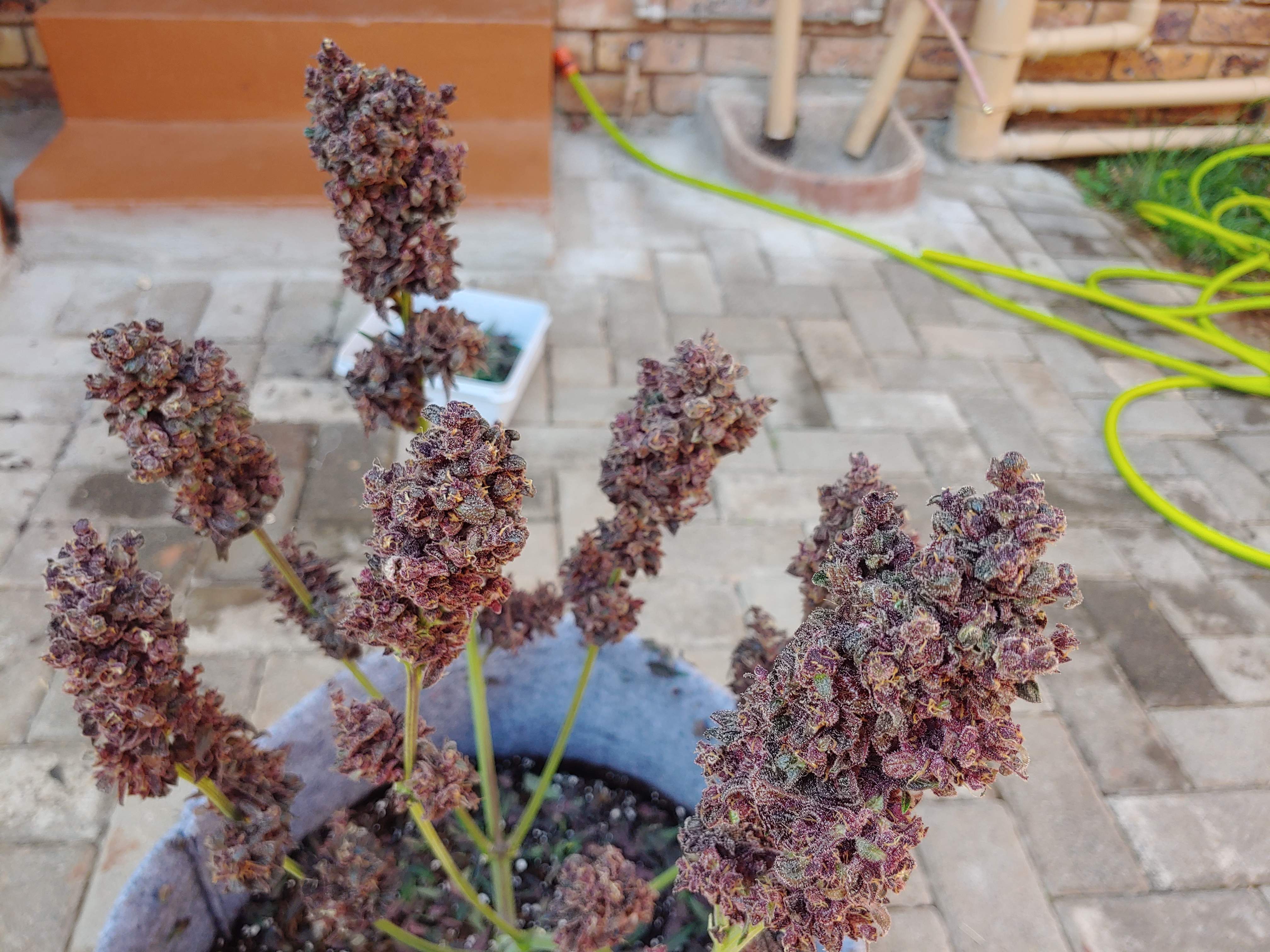 Fast Buds Crystal METH grow diary (journal) harvest9 by Tohann ...