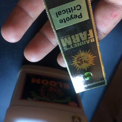 Barney's Farm Peyote Critical grow diary (journal) week1 by TolaMcFly ...