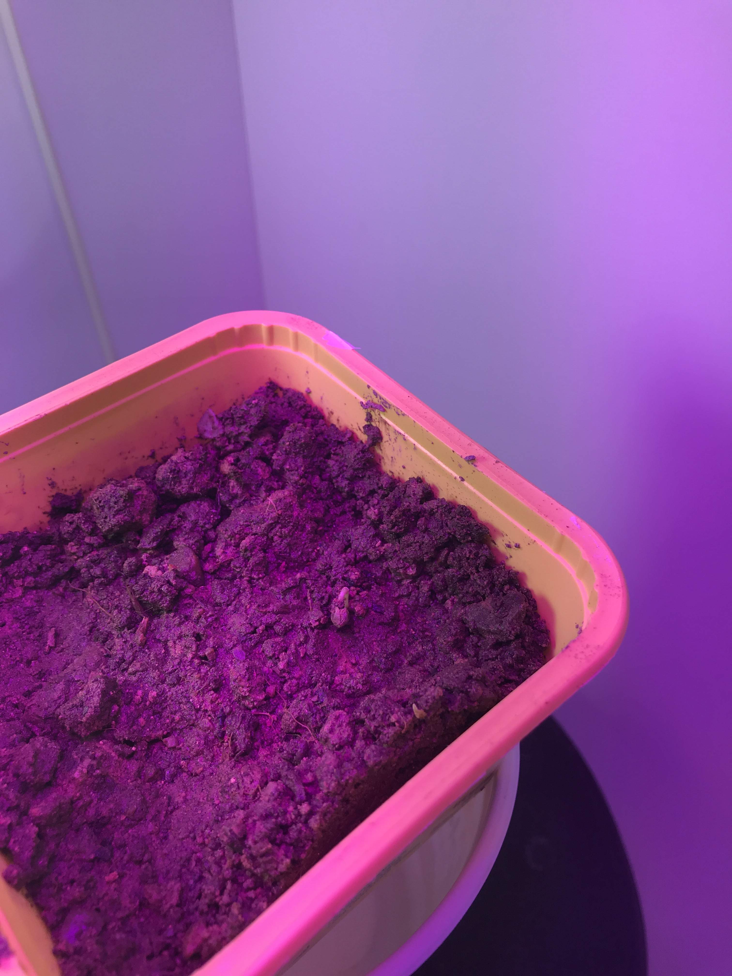 Reeferman seeds Cherry Haze grow diary (journal) week1 by Weezyfbaby33 ...