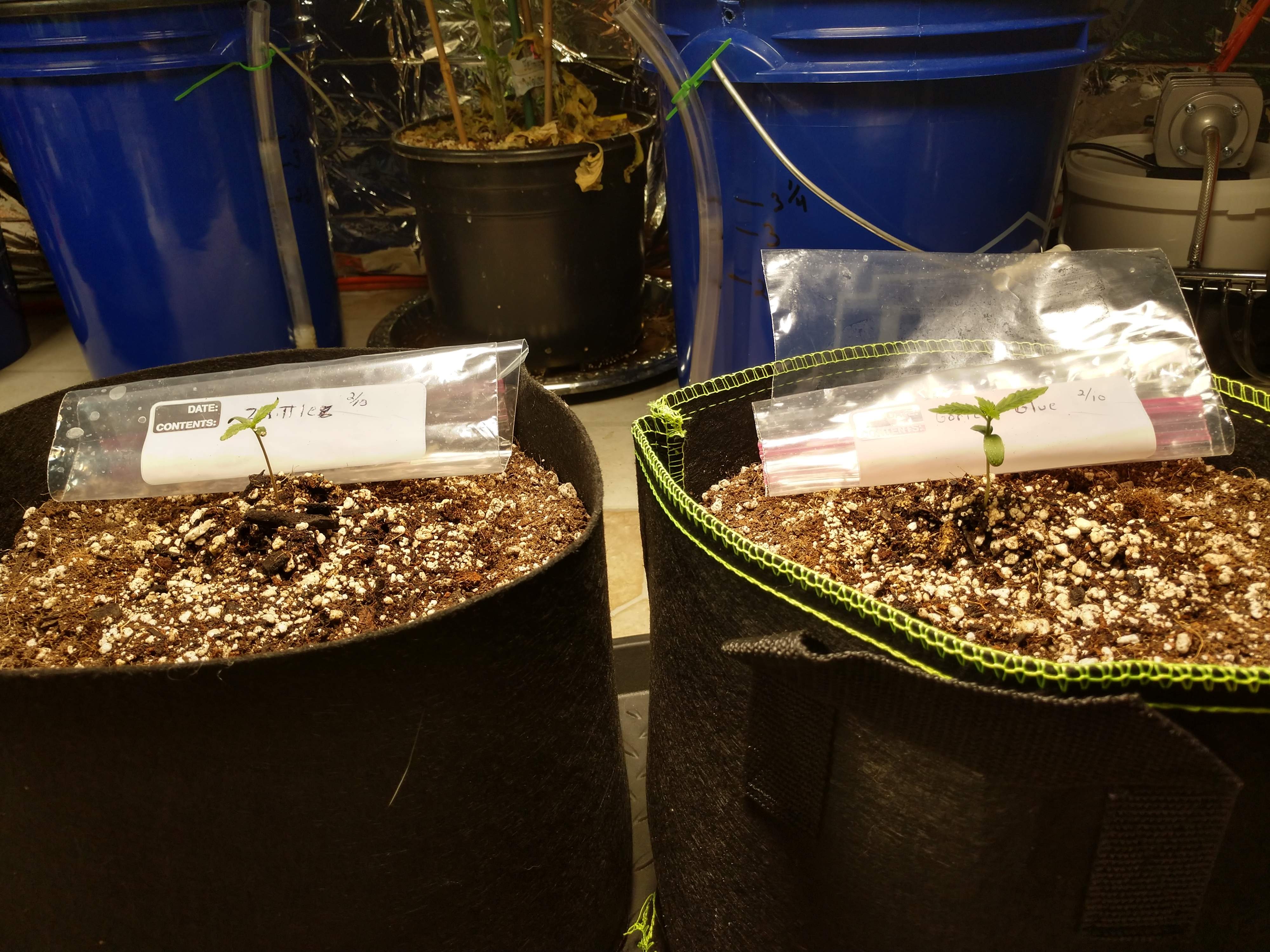 Fast Buds Gorilla Glue Auto grow diary (journal) week1 by Simple ...