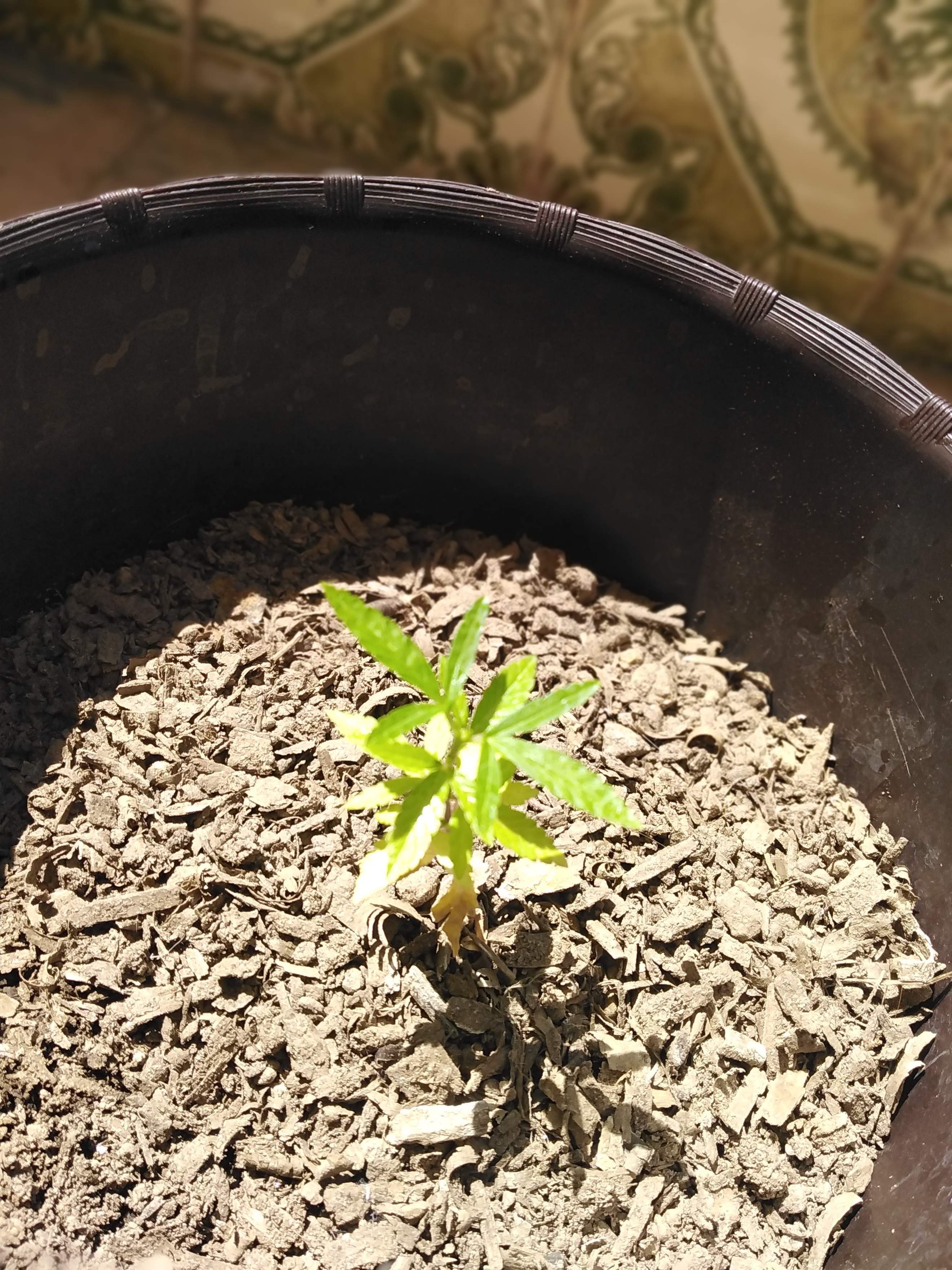 OG Kush grow diary (journal) week1 by vitormulekizica - GrowDiaries