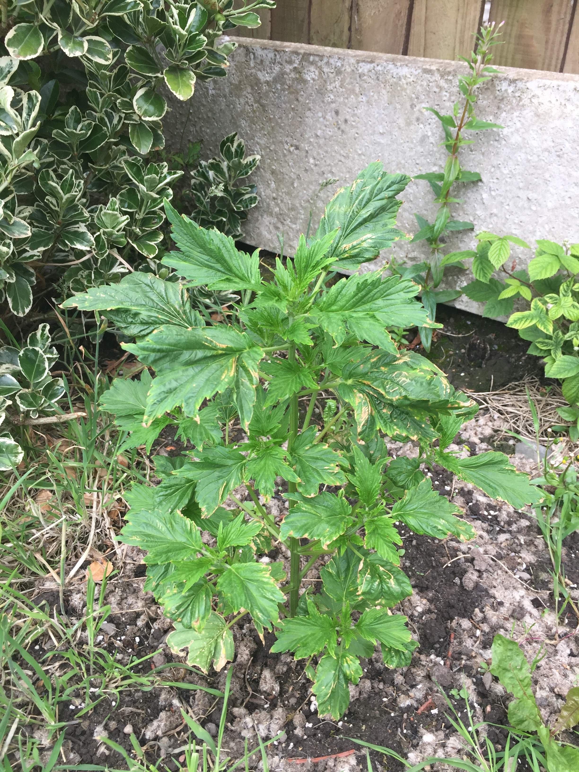 Dutch Passion Auto Duck grow diary (journal) week7 by Autoduck ...