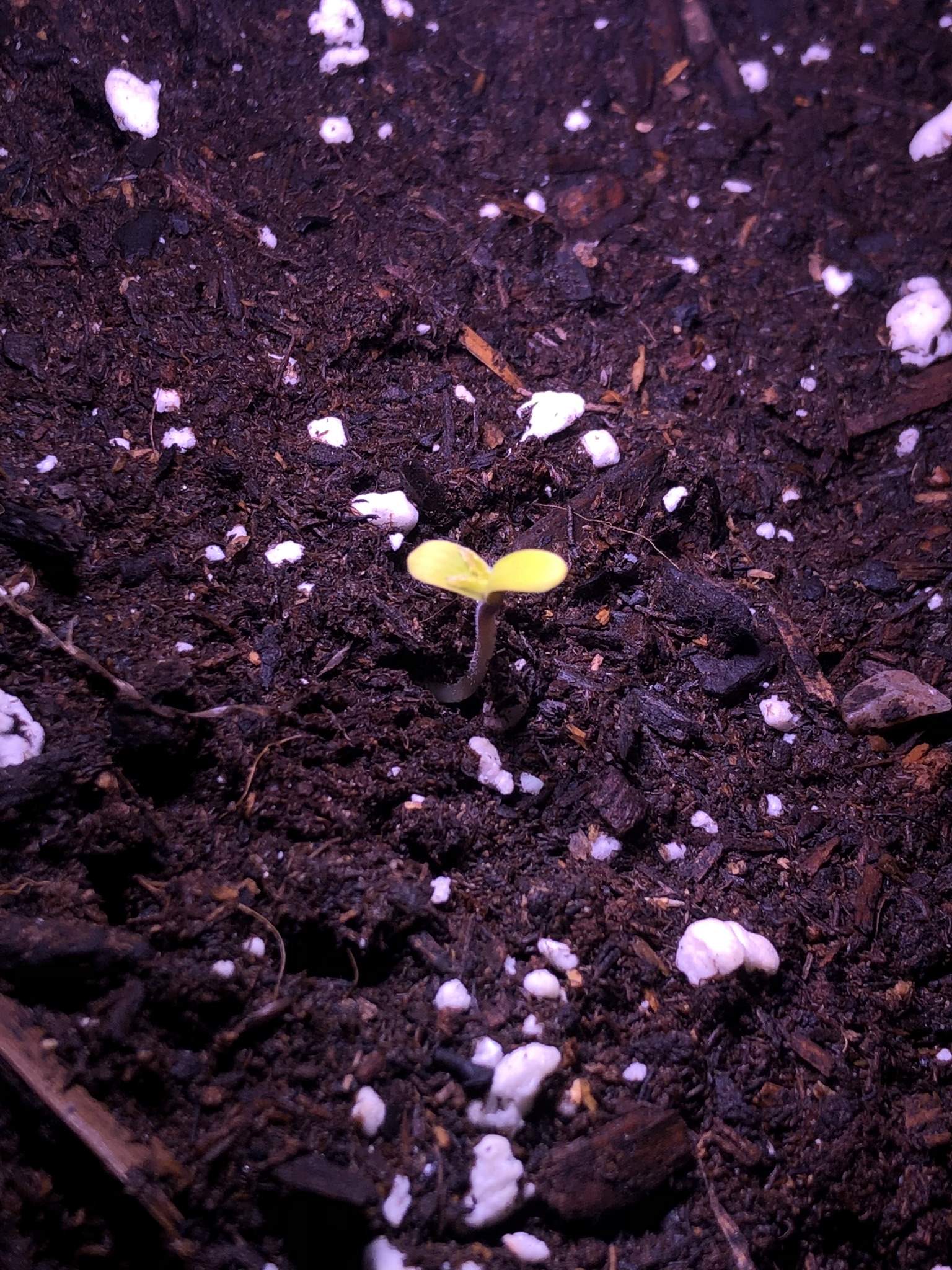 Blue dream grow diary (journal) week1 by Twinoaks - GrowDiaries