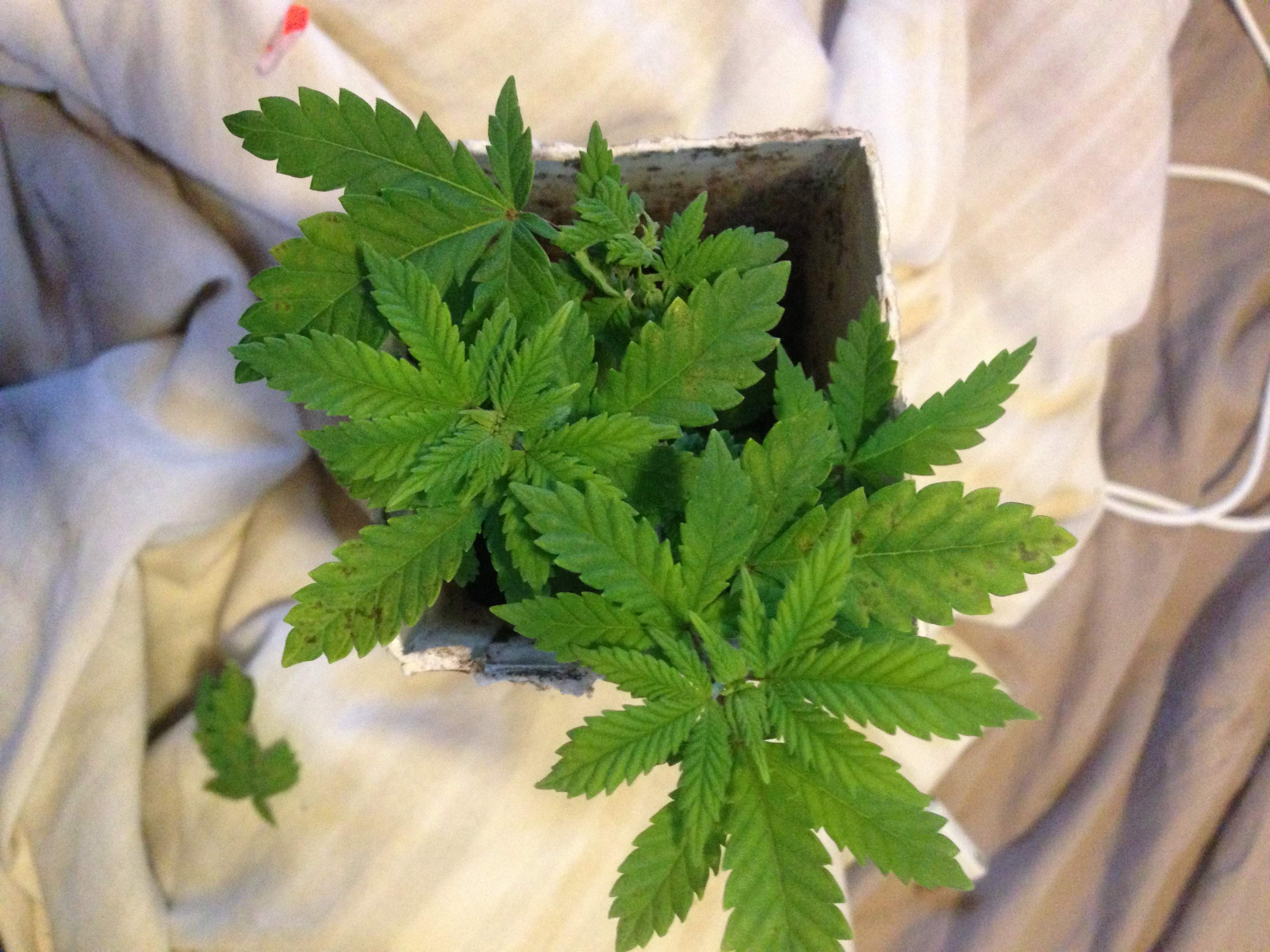 Sensi Seeds Early Skunk grow diary (journal) week5 by Cannabisqueen ...