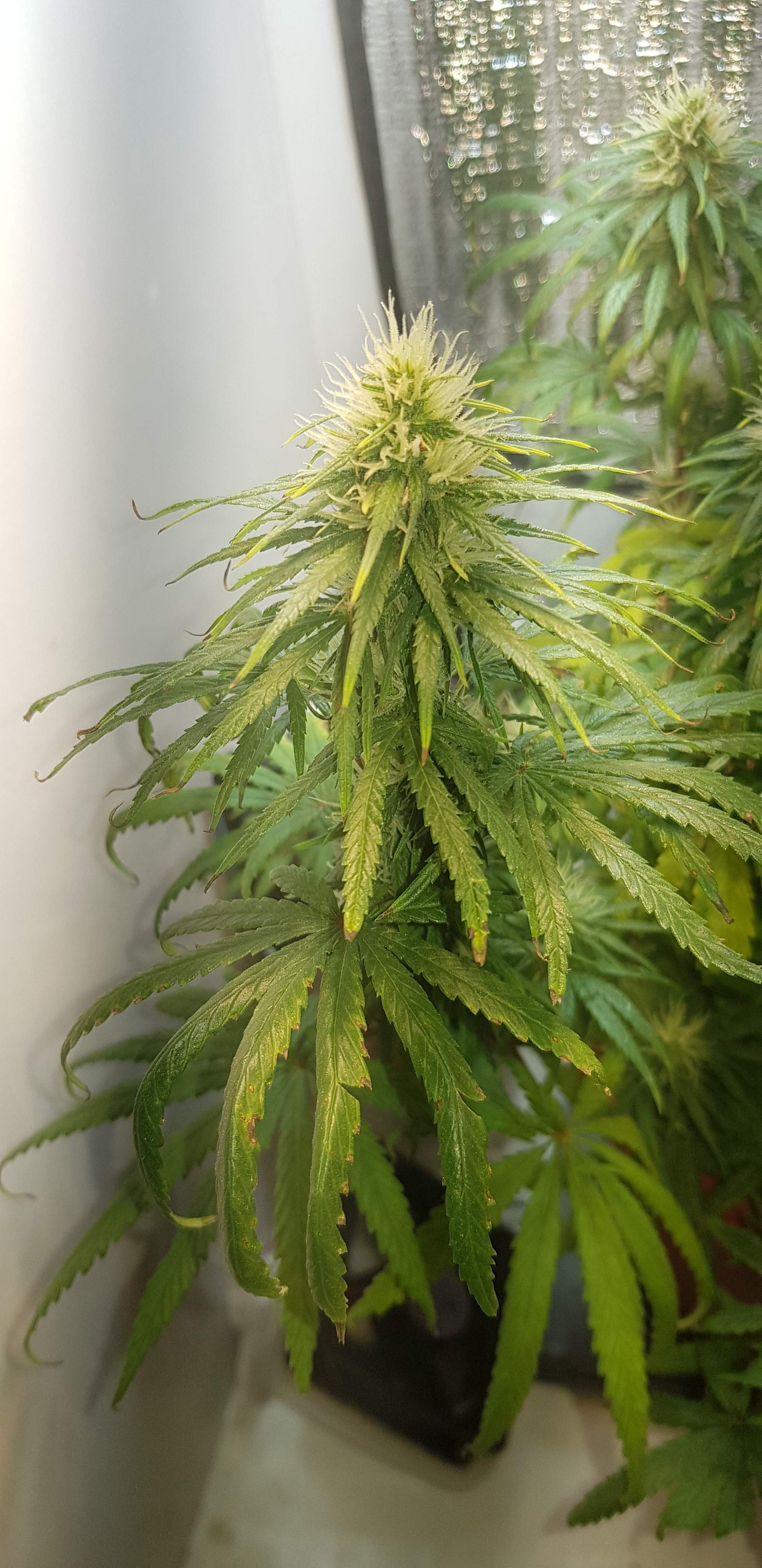 World of Seeds Colombian Gold grow diary (journal) week5 by ...