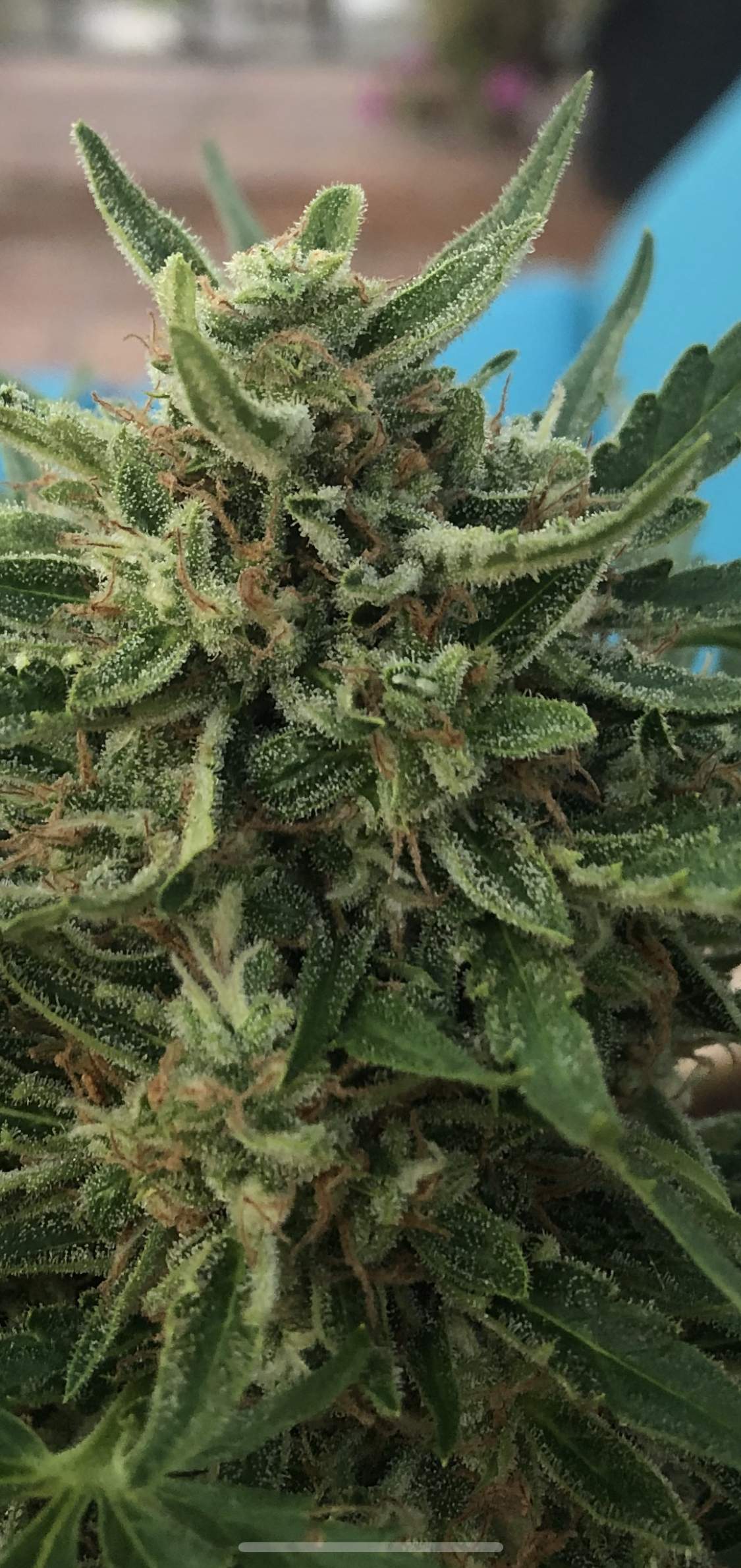 Fast Buds Gorilla Auto grow diary (journal) week3 by Ladyblazed ...