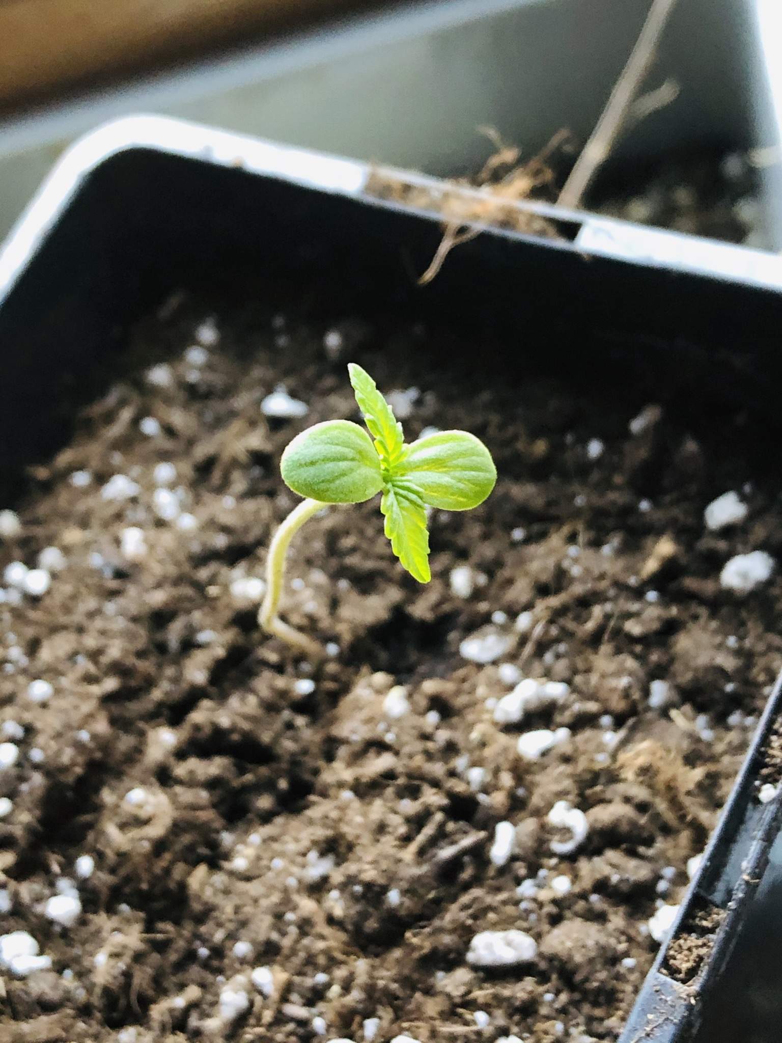 Fast Buds Crystal METH grow diary (journal) week1 by Ladyblazed ...
