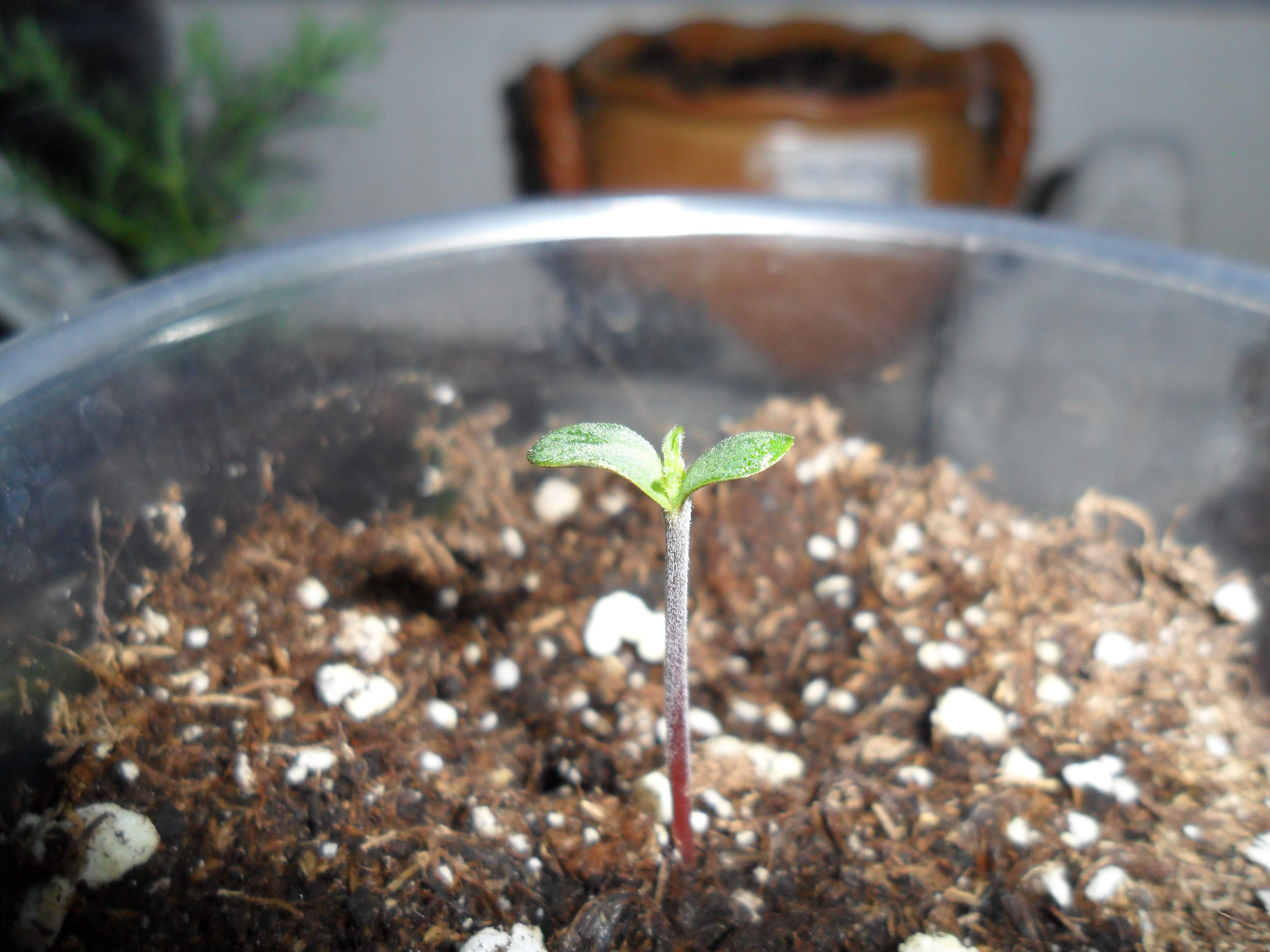 FastBuds Crystal METH grow journal week1 by WILLIAMSII - GrowDiaries