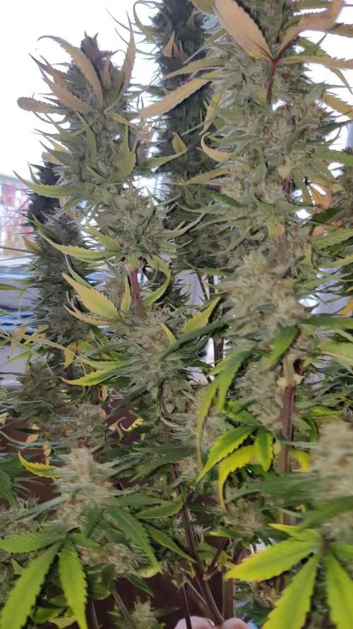 Lemon Cherry Cookies Auto Seeds by Fast Buds - GrowDiaries