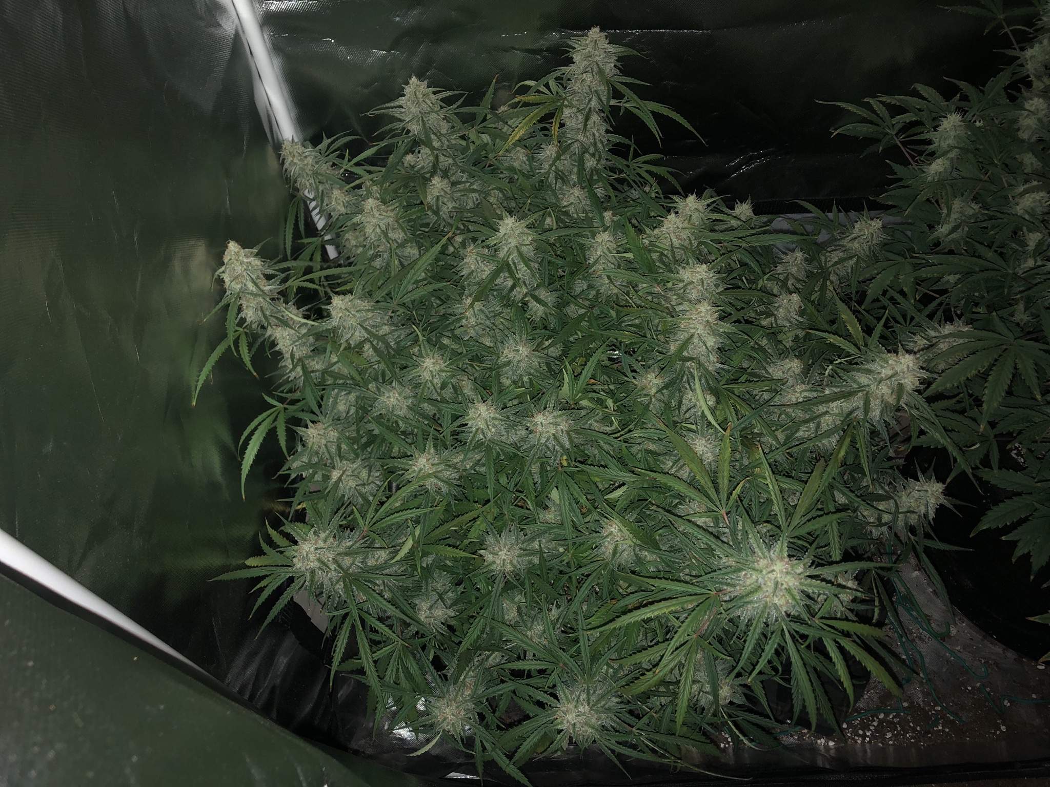 Dutch Passion Auto Cinderella Jack grow diary (journal) week8 by ...