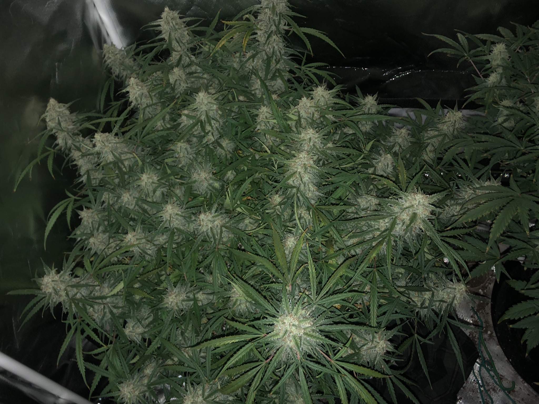 Dutch Passion Auto Cinderella Jack grow diary (journal) week8 by ...