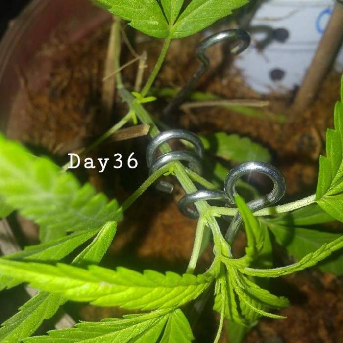 Custom Breeder & Strain Du30 Strain grow journal by Mb_Silang420 ...