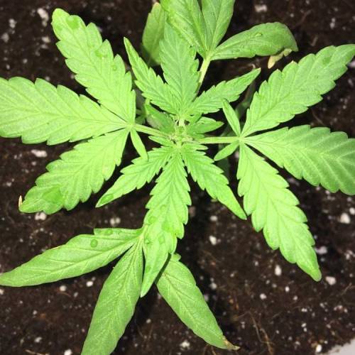 Fast Buds Smoothie Auto grow diary (journal) week6 by Outdoorboi ...