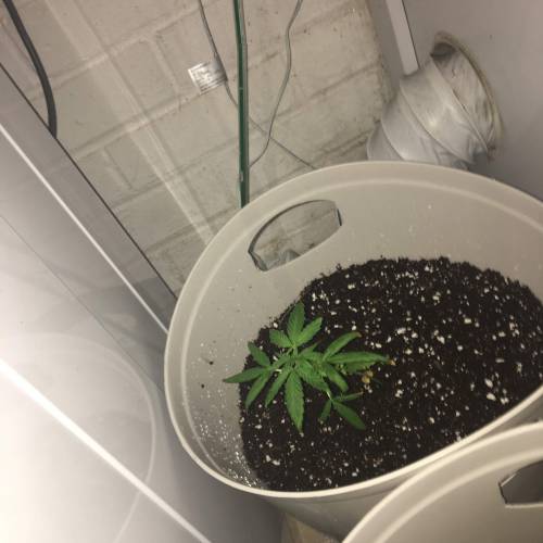Fast Buds Smoothie Auto grow diary (journal) week6 by Outdoorboi ...