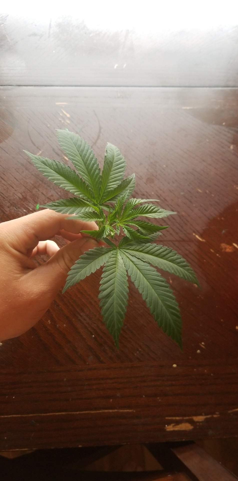 Barney's Farm 8 Ball Kush 3 grow journal 3 week9 by CFishies - GrowDiaries