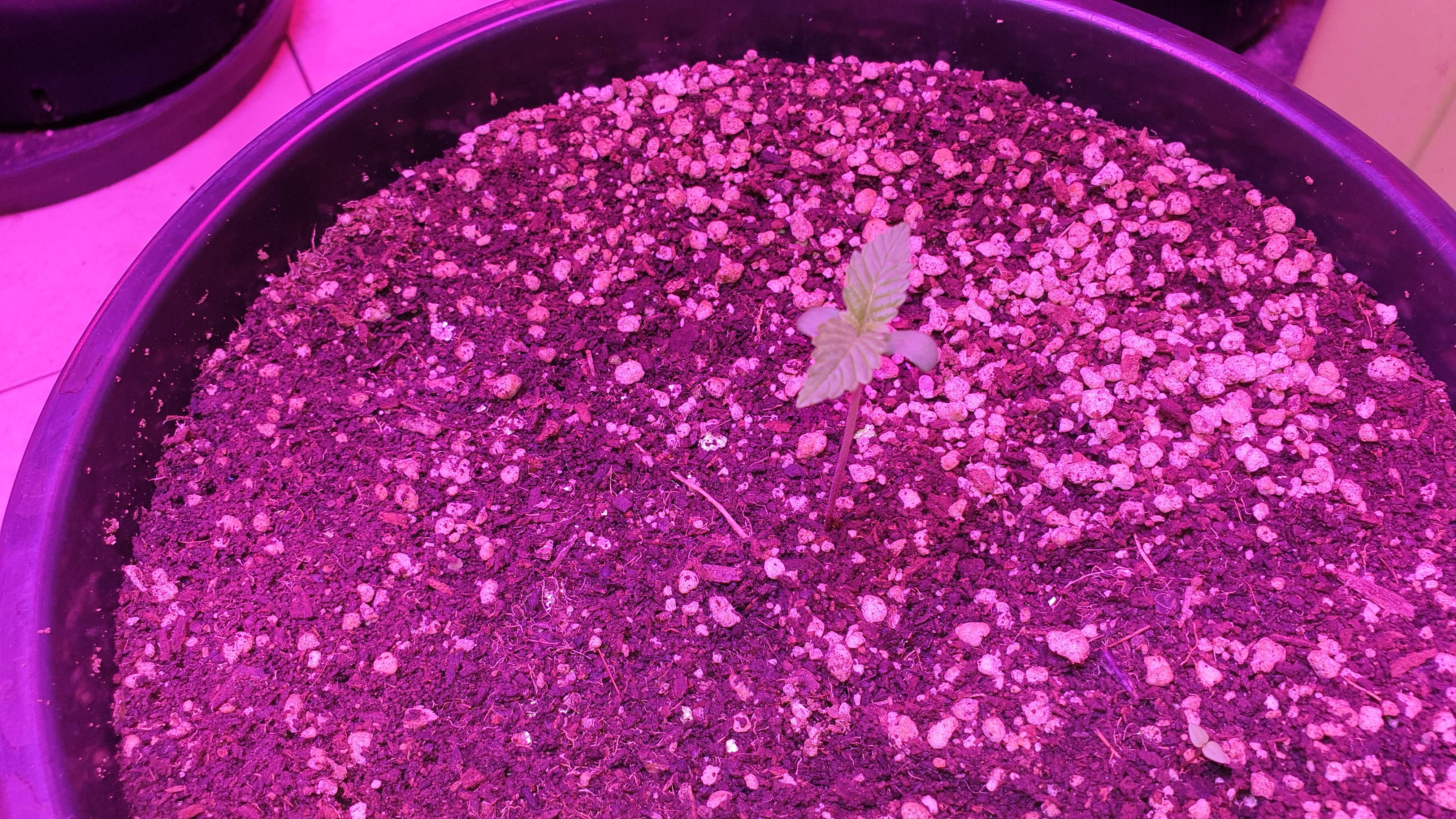 Fast Buds Gorilla Auto 2 grow diary (journal) week1 by The_botanist ...