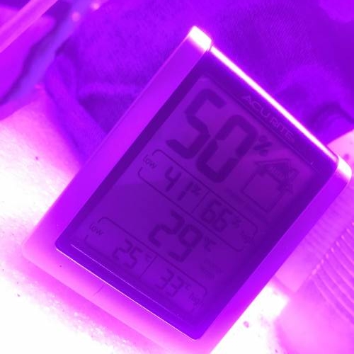 Royal Queen Seeds Royal Jack Automatic grow journal by Lokazotico ...