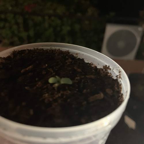 Cheese Autoflowering, Mamba, Fruit tree, Cheese XXL Autoflowering, Big ...