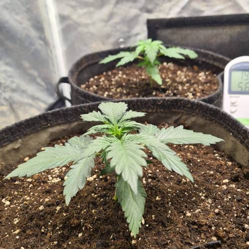 Zamnesia Seeds Runtz Auto grow journal by Growlecule - GrowDiaries
