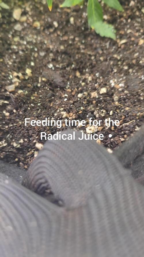 Radical Juice Seeds by Ripper Seeds - GrowDiaries