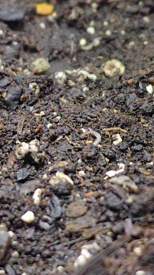 Radical Juice Seeds by Ripper Seeds - GrowDiaries