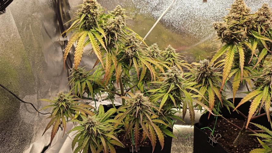 Titan F1 Seeds by Royal Queen Seeds - GrowDiaries