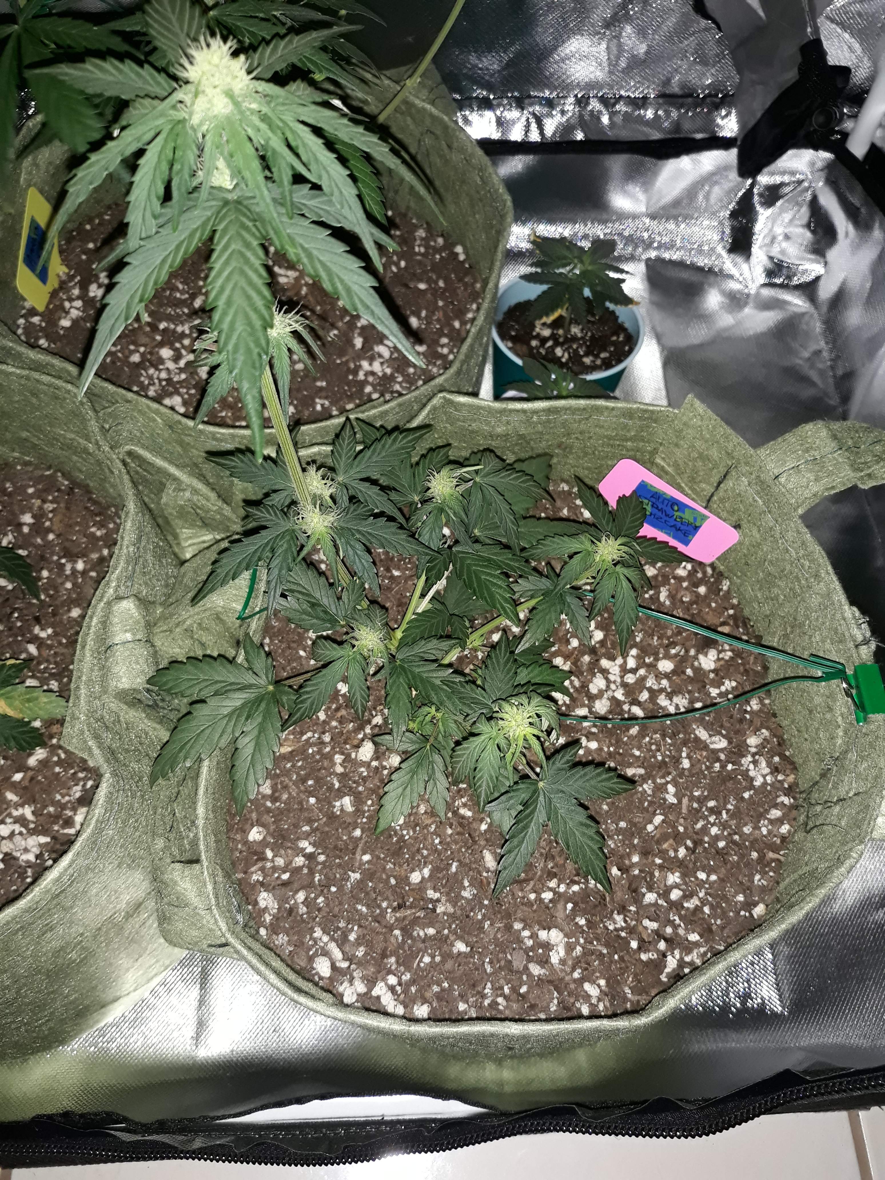 Seedsman Strawberry Cheesecake Auto grow diary (journal) week5 by ...