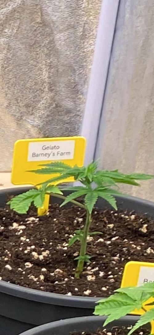 grow journal by Joe186 - GrowDiaries