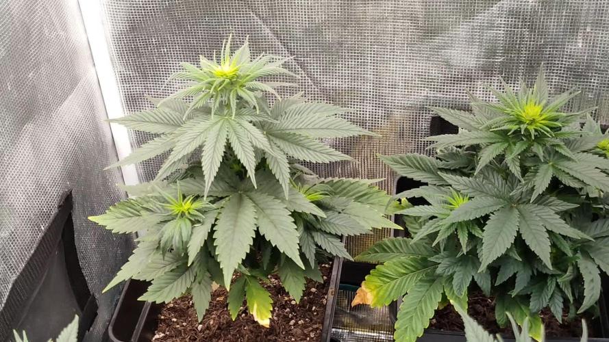 Runtz x Layer Cake Seeds by Barney's Farm - GrowDiaries