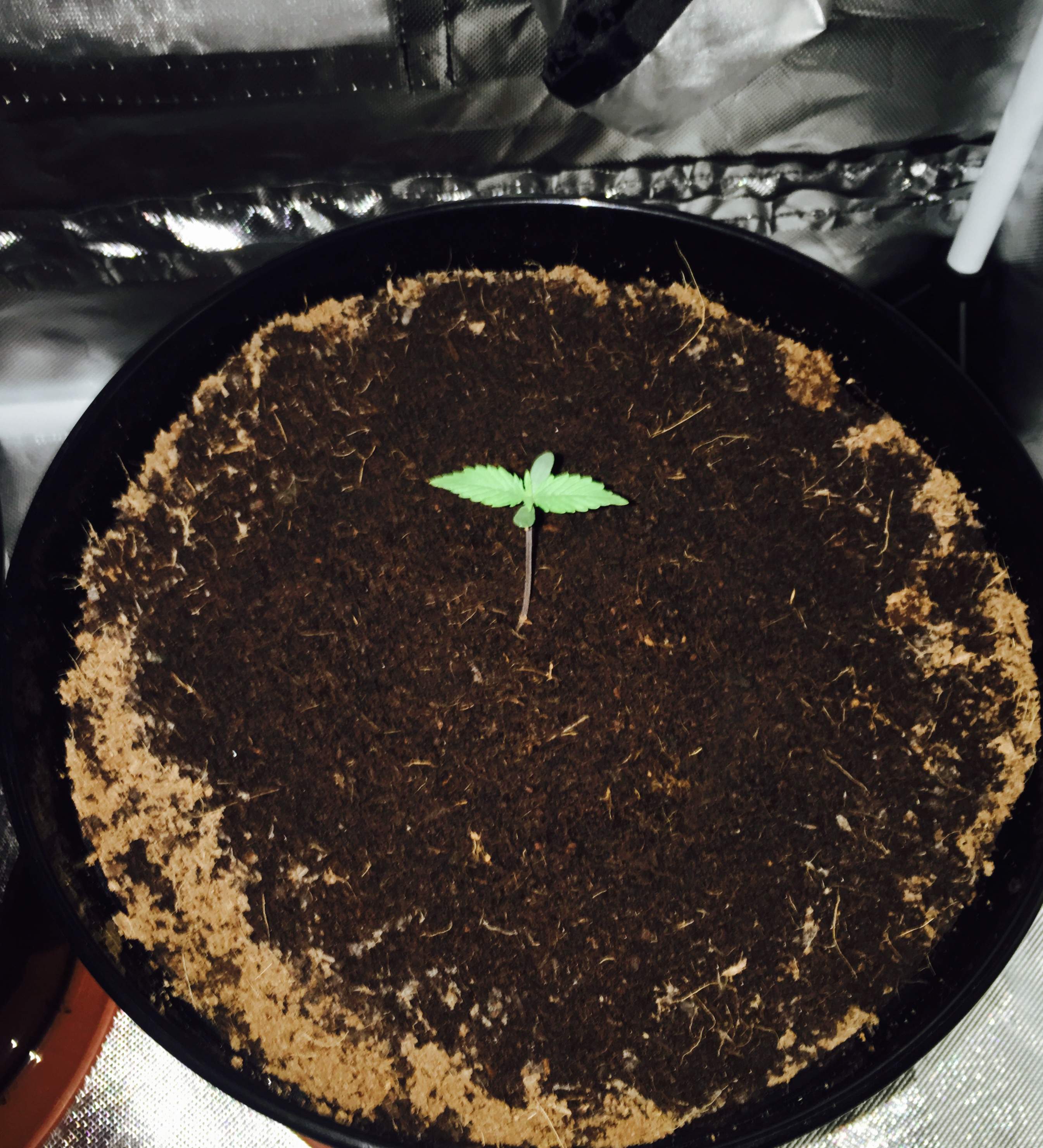 Fast Buds Fastberry Auto grow diary (journal) week1 by BossGrows ...