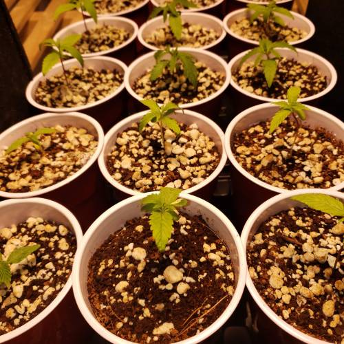 Custom Breeder & Strain ACDC grow journal by Mvcultivations - GrowDiaries