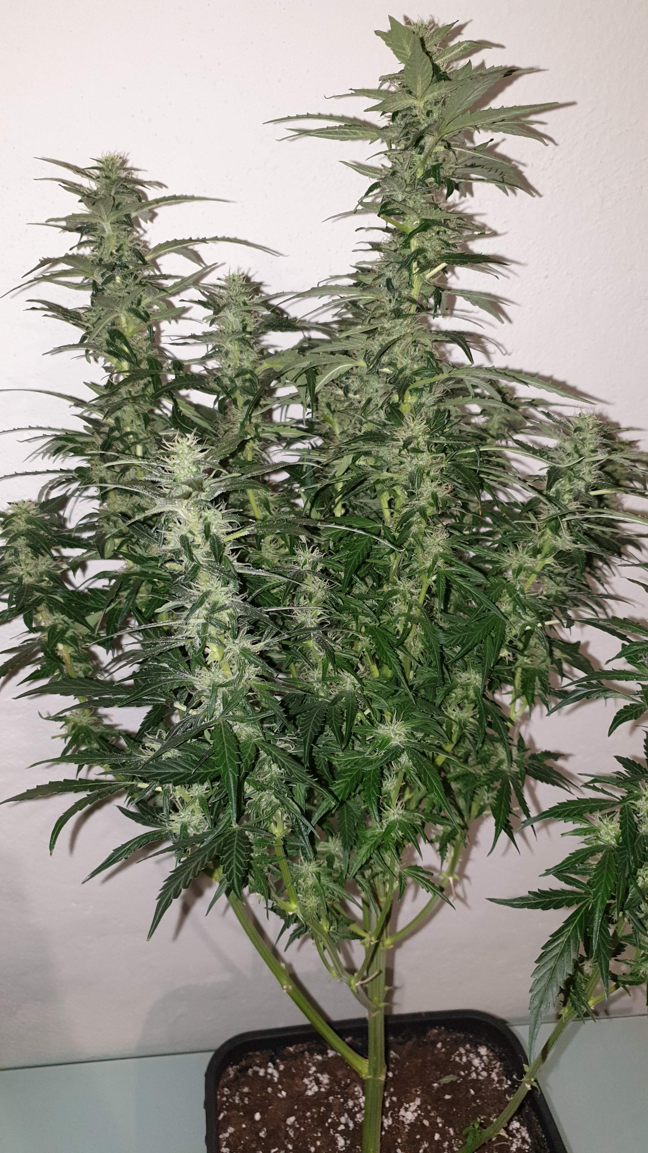 Fast Buds Crystal METH, Fast Buds Fastberry Auto, Fast Buds Girl Scout ...
