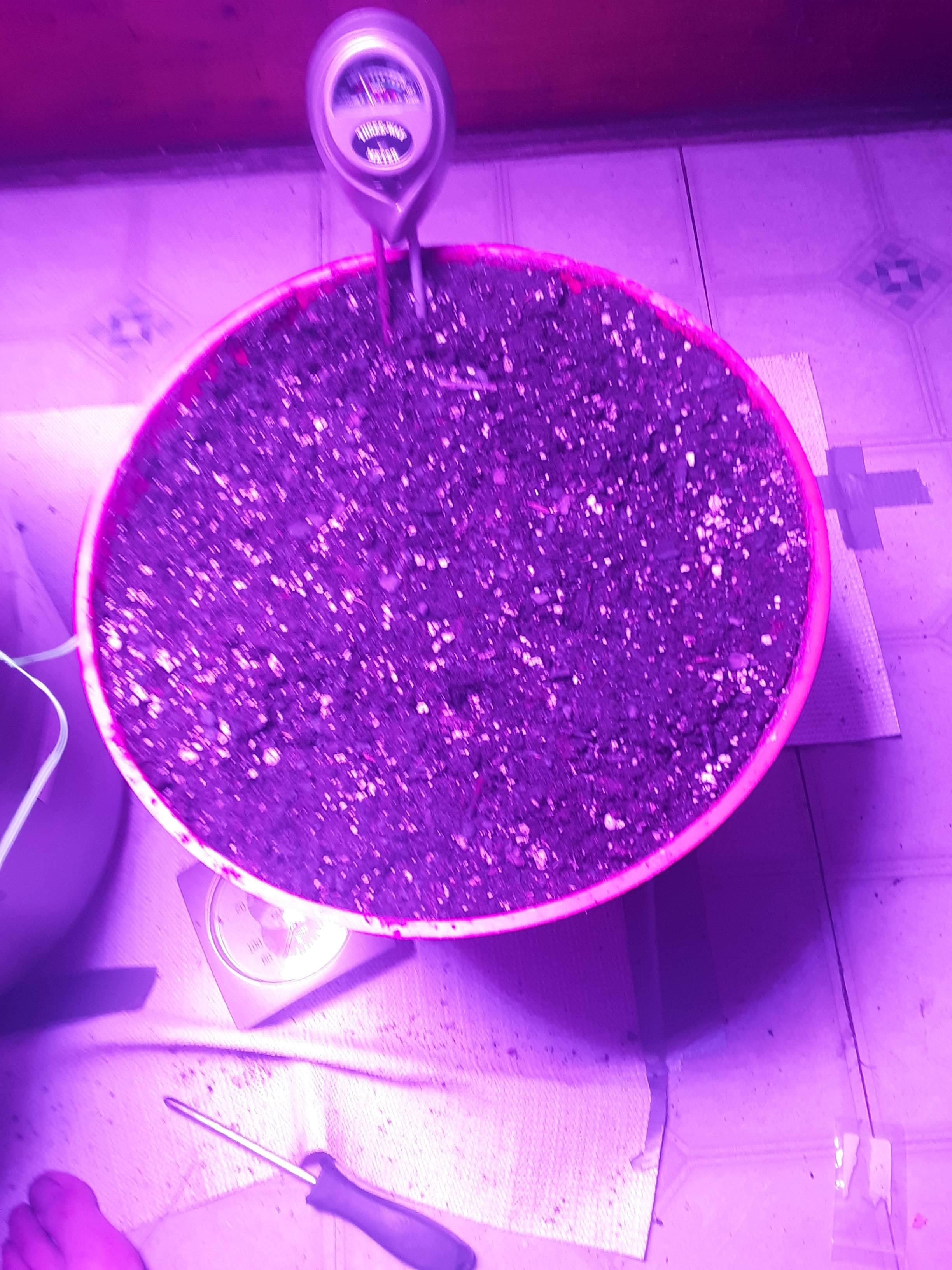 White Label Purple Bud Automatic, Fast Buds Lemon AK Auto 2 grow diary ...