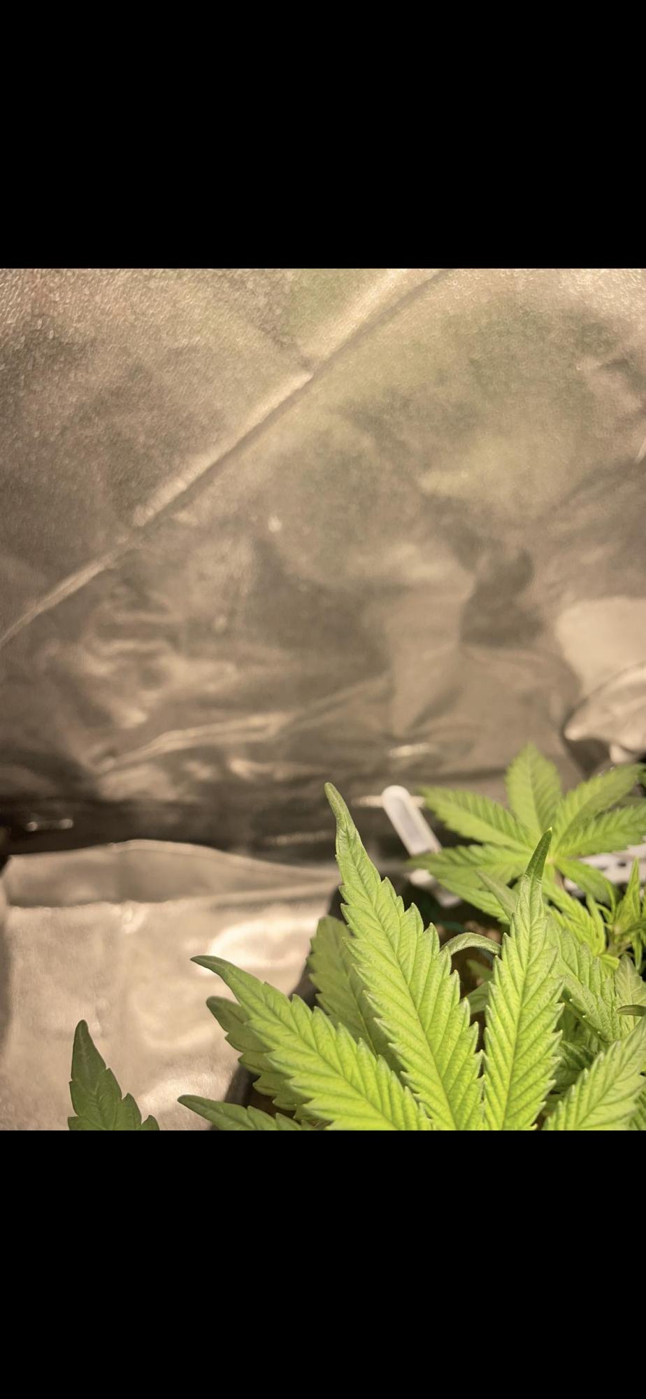Plant growth progress grow question by sa_toru - GrowDiar...