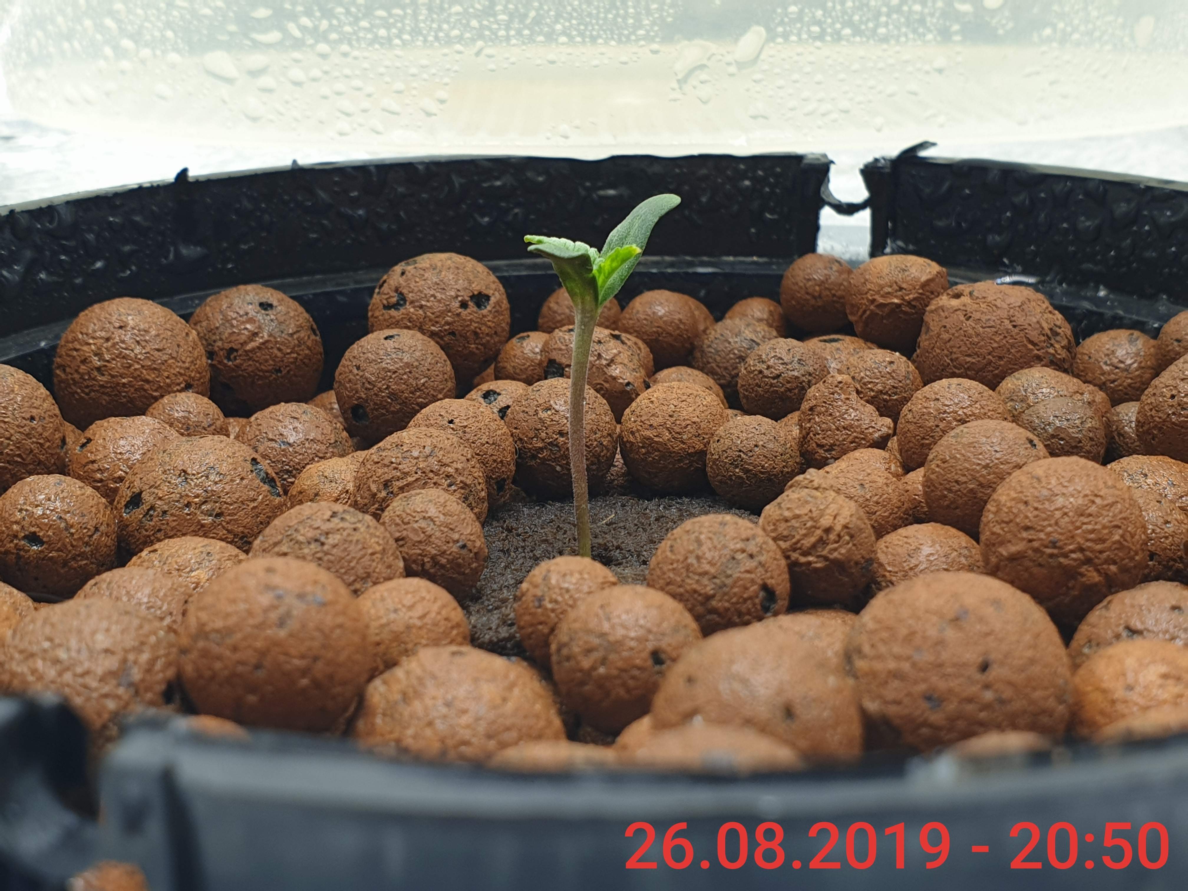 Humboldt Seed Organization Bubba Kush grow diary (journal) week1 by ...