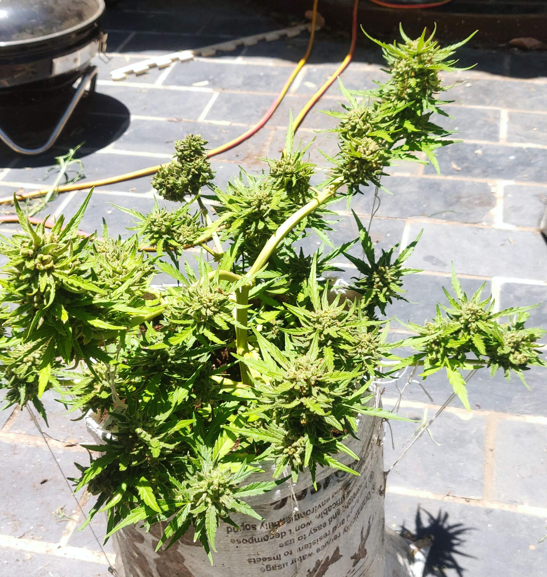 Fast Buds Green Crack Auto grow diary (journal) week9 by Corn_Flour1Kg ...