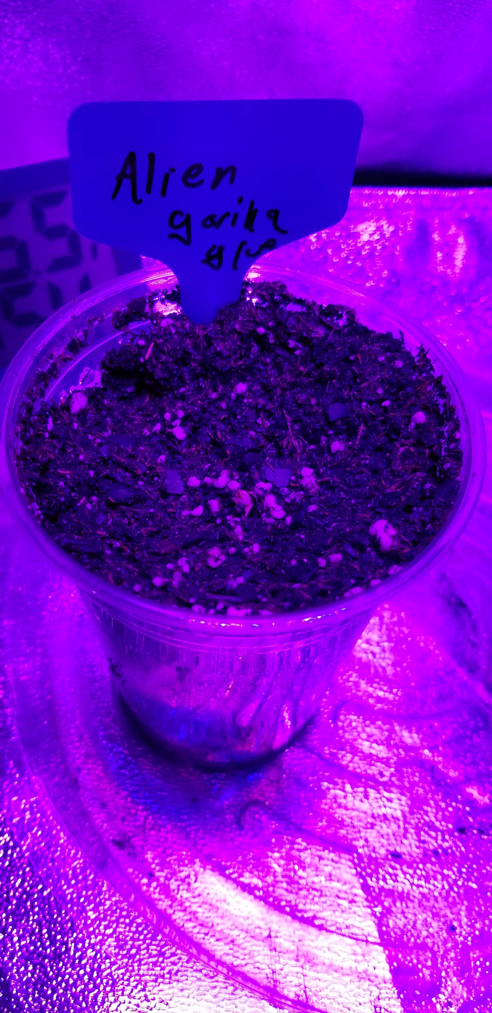 alien gorilla glue, critical kush grow diary (journal) week1 by ...