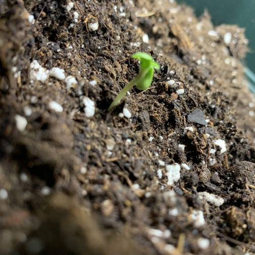 Fast Buds Blue Dream Auto grow journal by letun9 - GrowDiaries