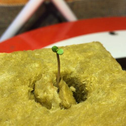 Custom Breeder & Strain Cinderella 99 grow journal by DWC01 - GrowDiaries