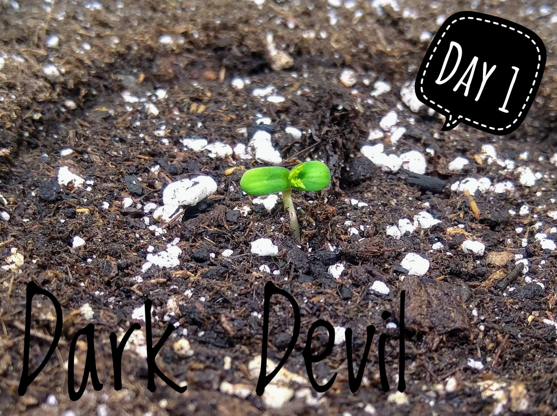 Sweet Seeds Dark Devil Auto grow diary (journal) week1 by NaturalGrowG ...