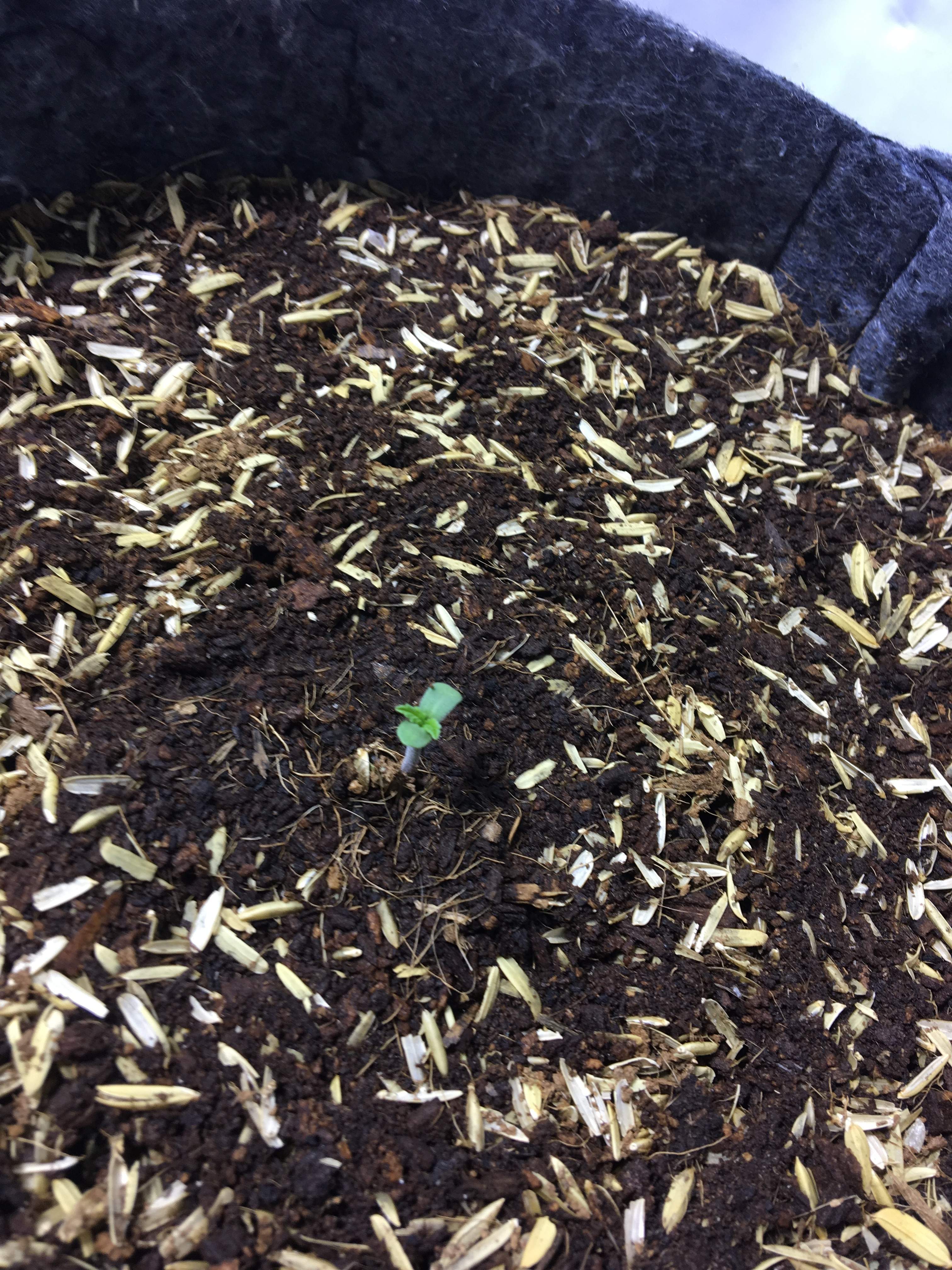 Fast Buds Fastberry Auto grow diary (journal) week1 by TopCola ...