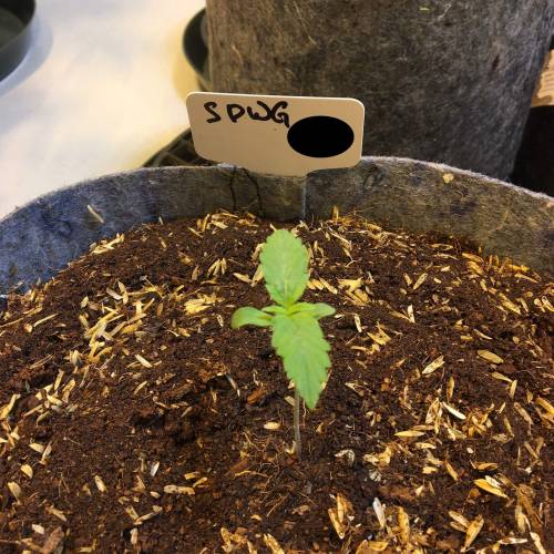 FastBuds Stardawg Auto grow journal week1 by TopCola - GrowDiaries