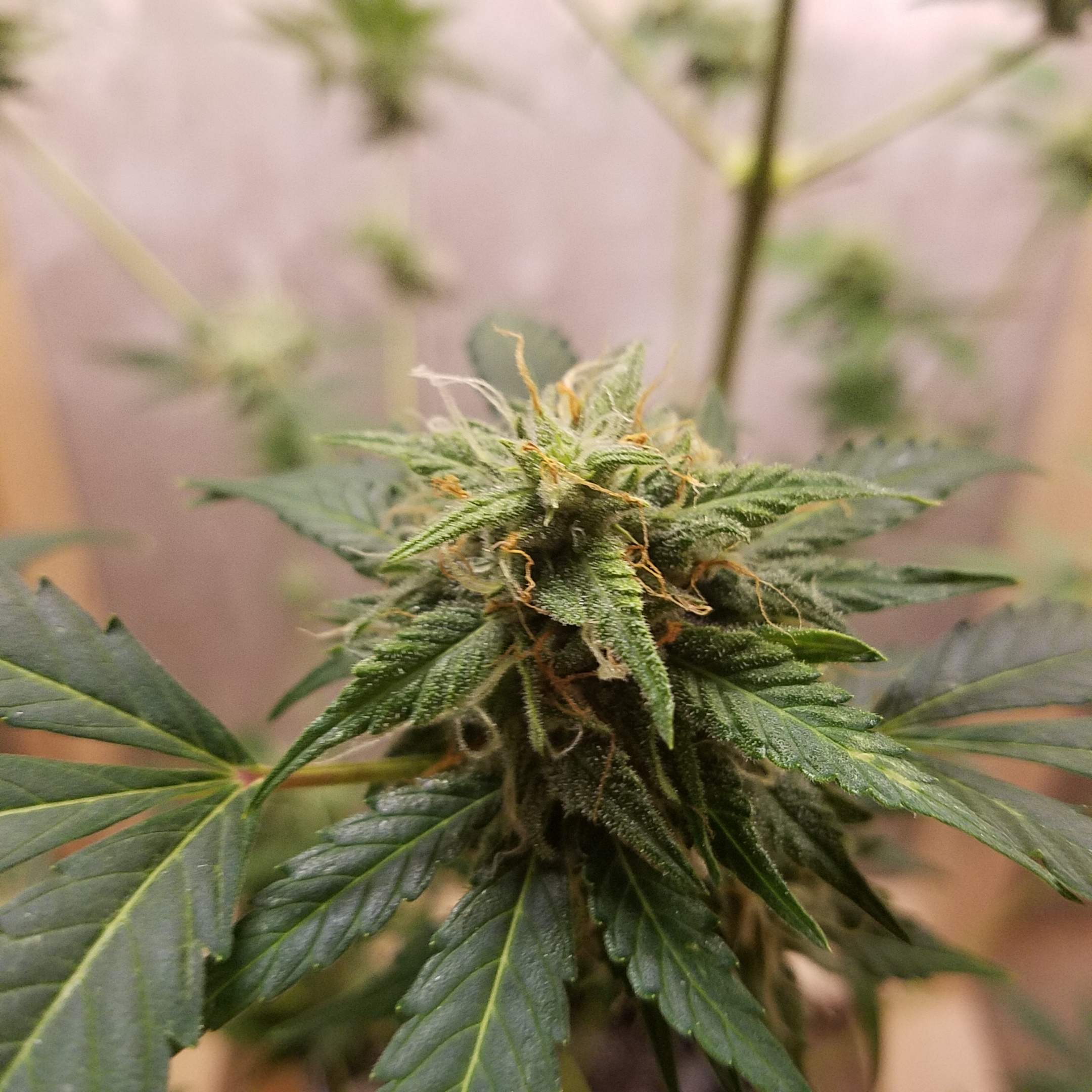 Short Stuff Russian Rocket Fuel 2 grow diary (journal) week8 by ...